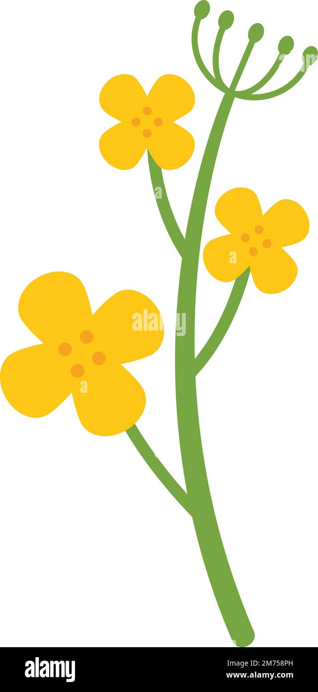 Canola plant icon flat vector. Oil flower. Mustard olive isolated Stock ...
