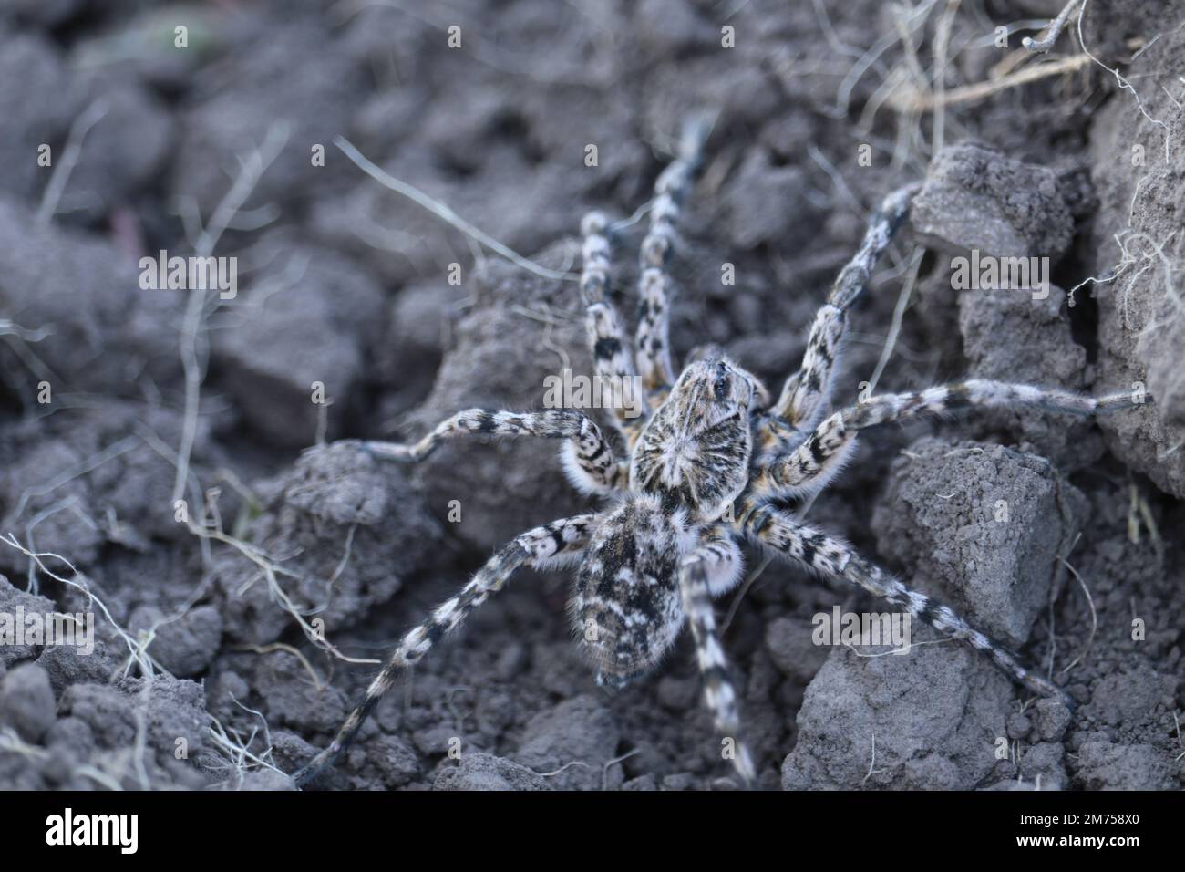 Wolf spider, Tarantula (Lycosa singoriensis) on the field Stock Photo ...