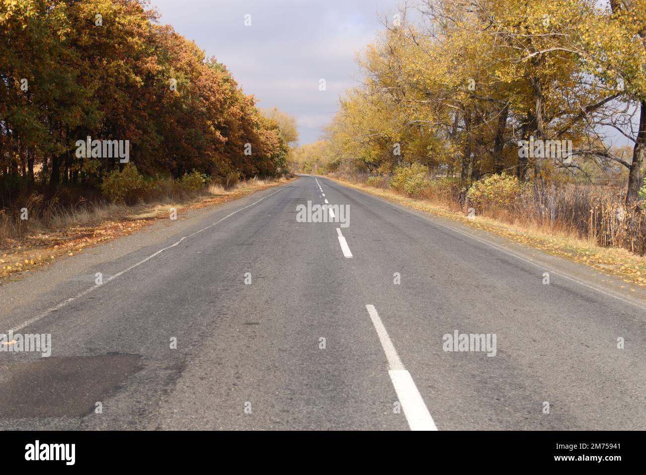 Asphalt rural road. Autumn trees with yellow leaves on both sides of ...