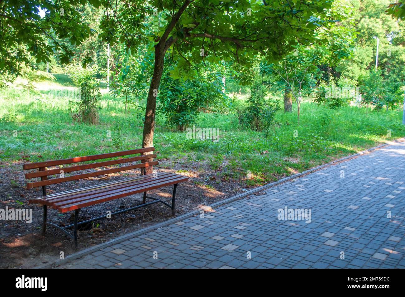 Empty bench trees in forest hi-res stock photography and images - Alamy