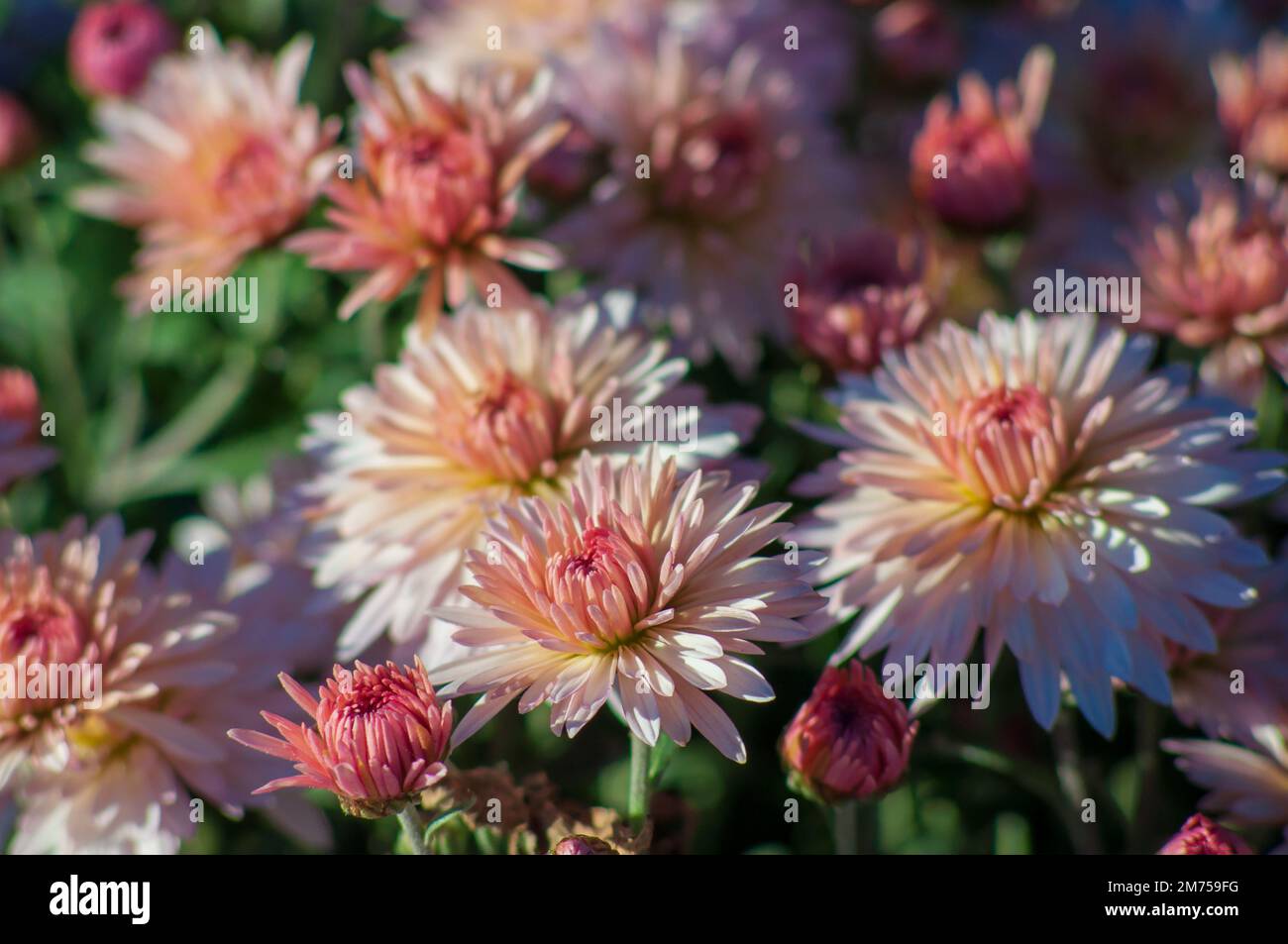 Autumn flowers of bush chrysanthemum of beige color in the garden Stock ...
