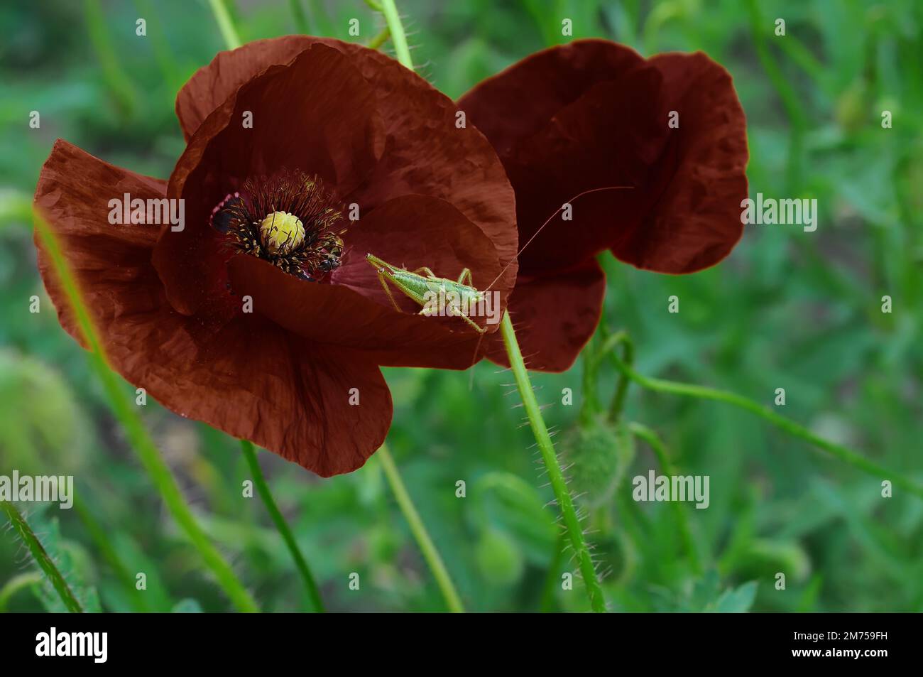 Blooming brown poppy flowers on a thin stem with a green grasshopper ...