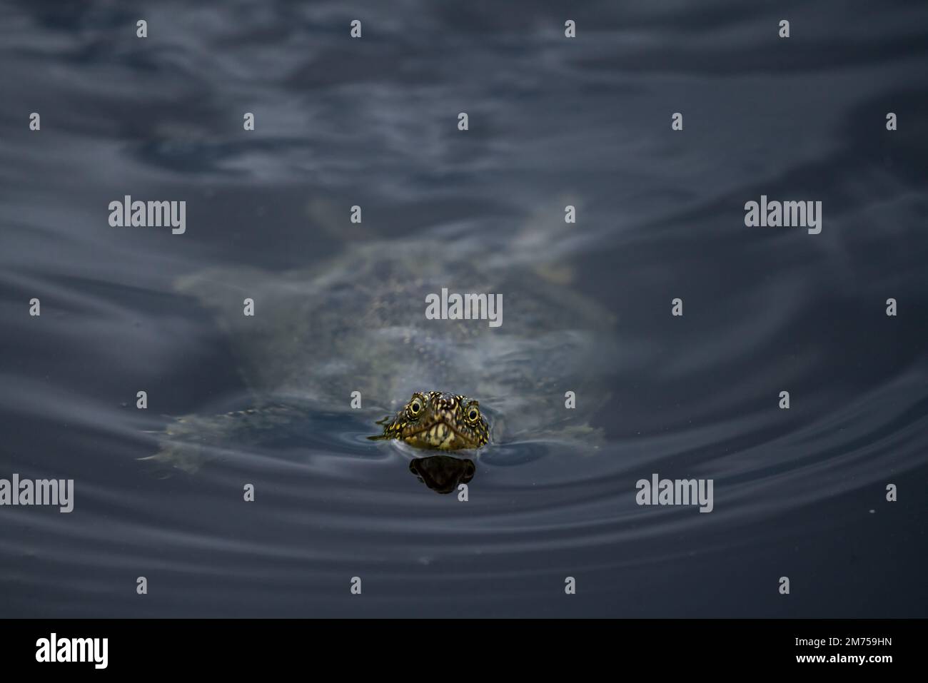 A aquatic tortoise swimming in the water Stock Photo - Alamy
