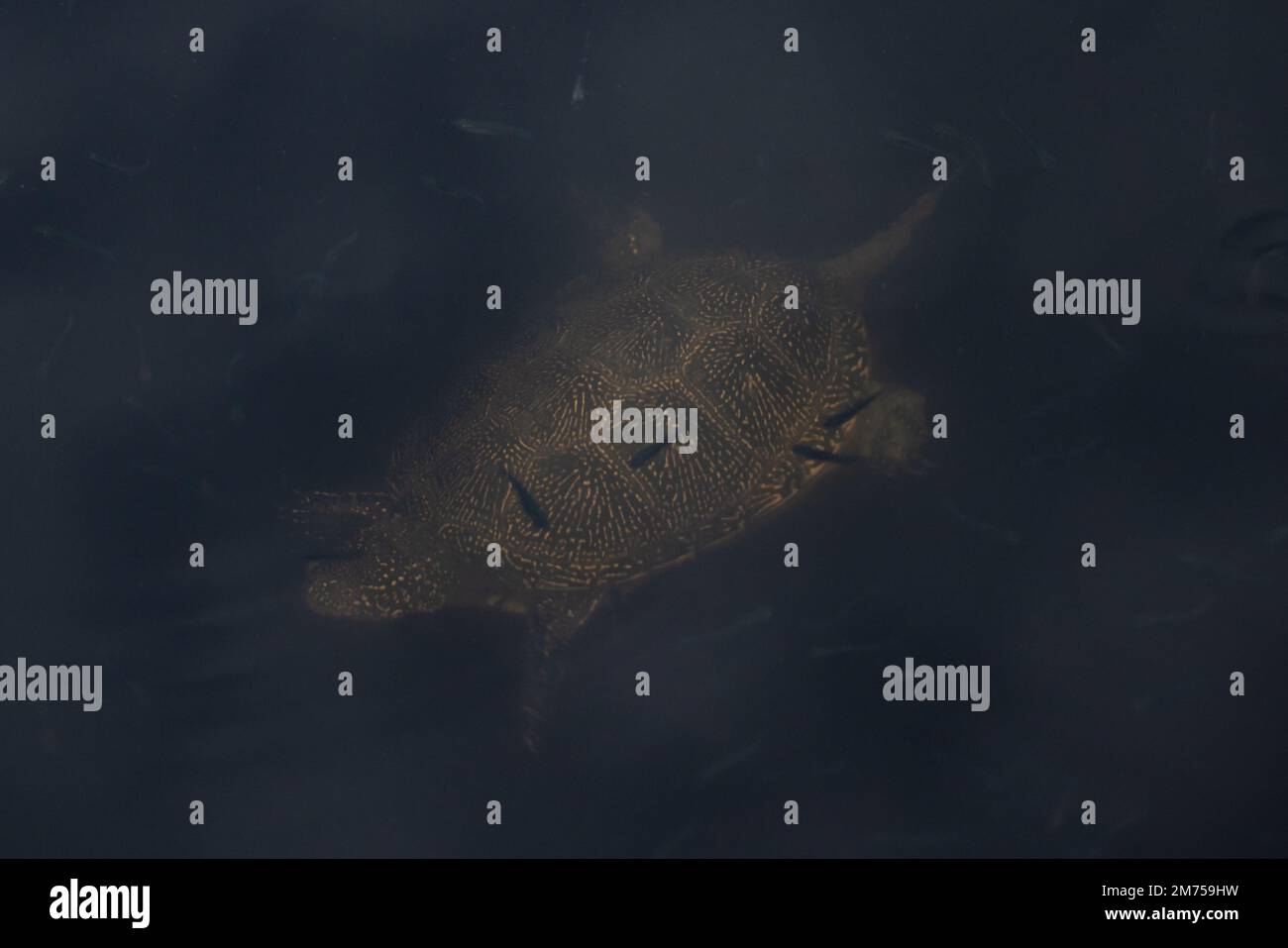 A aquatic tortoise swimming in the water Stock Photo - Alamy