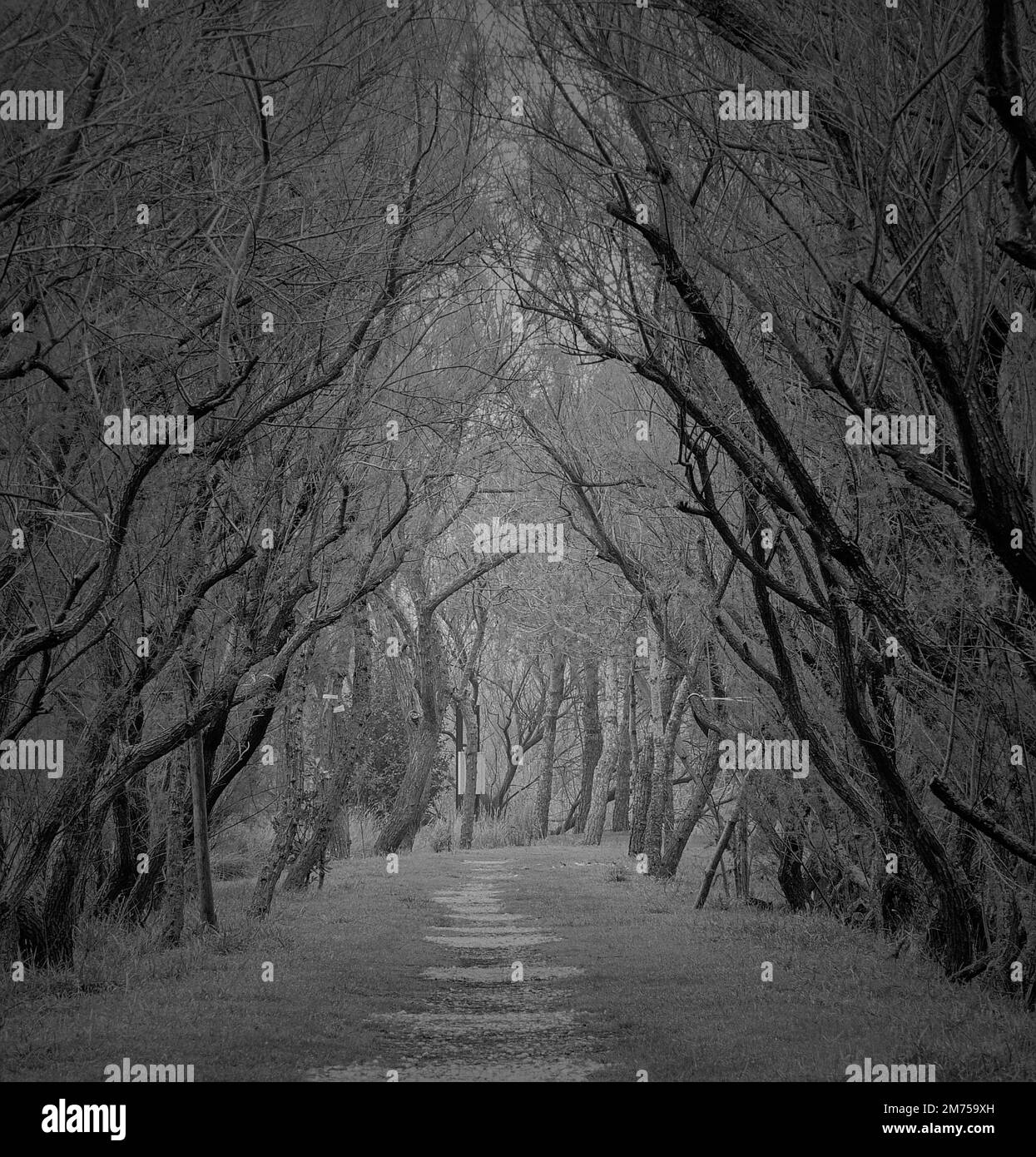 country path lined with shrubs Stock Photo - Alamy