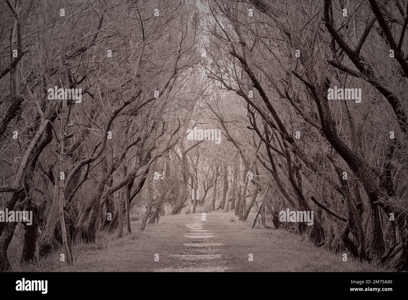 country path lined with shrubs Stock Photo - Alamy
