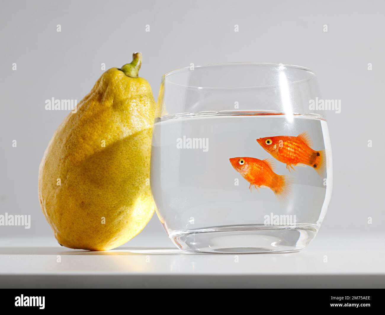A closeup shot of a goldfish in a small glass on a white background ...