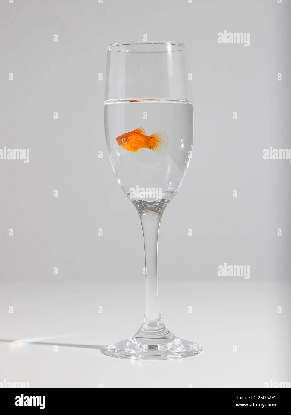 A vertical shot of a goldfish in a small glass on a white background ...