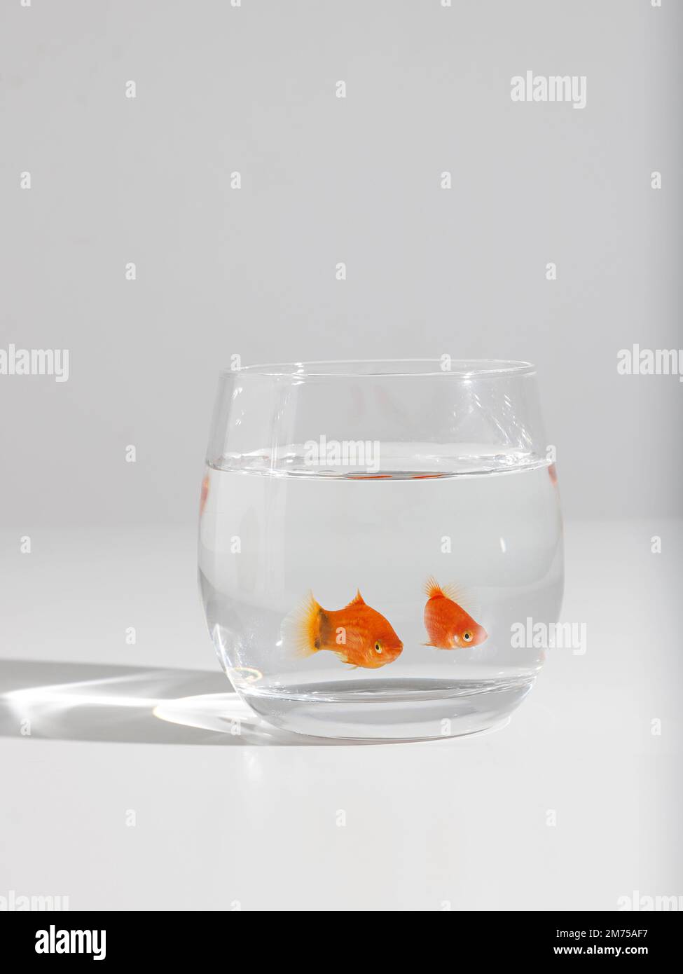 A vertical shot of a goldfish in a small glass on a white background ...