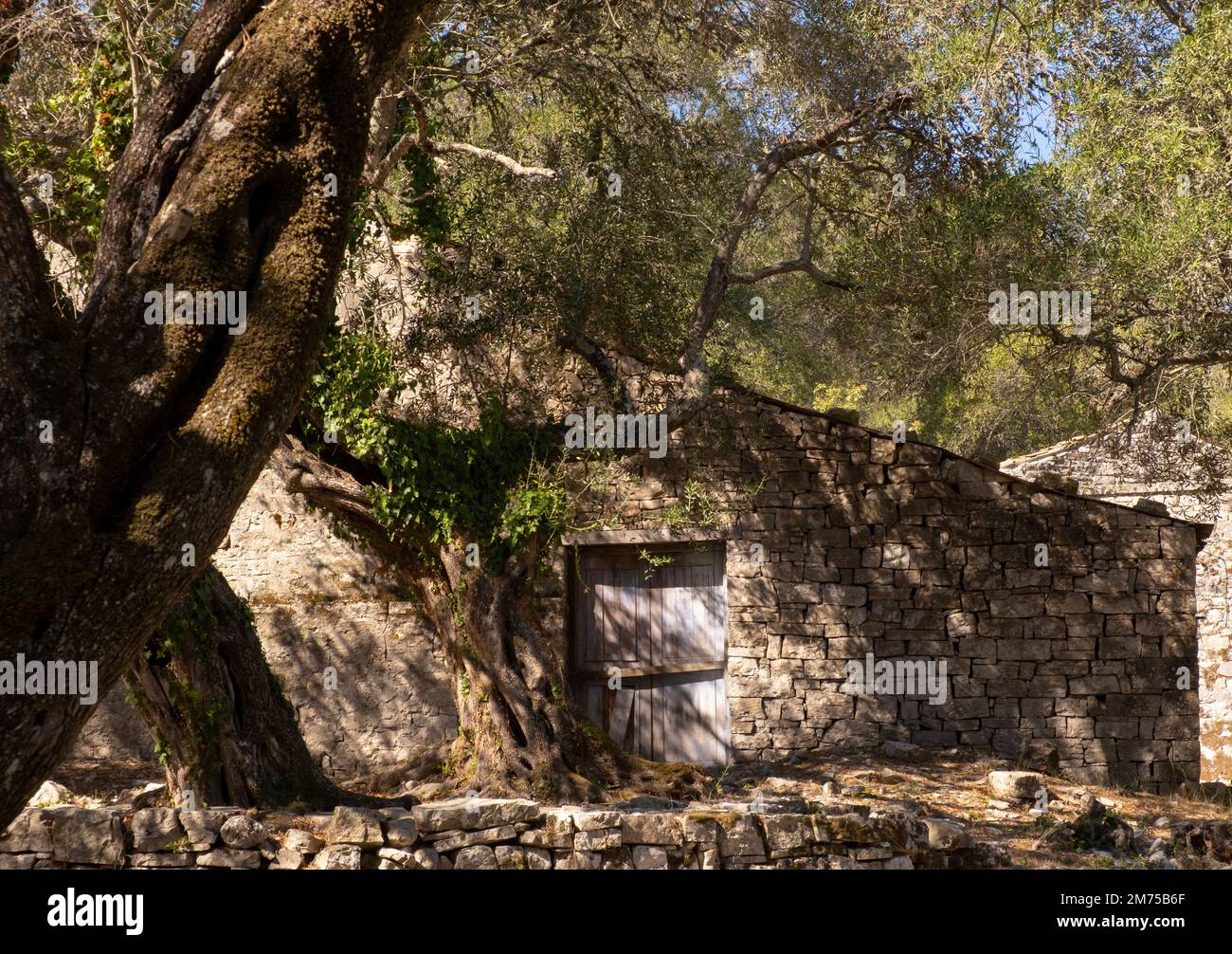An old stone farm building surrounded by olive trees on Paxos, Greece ...