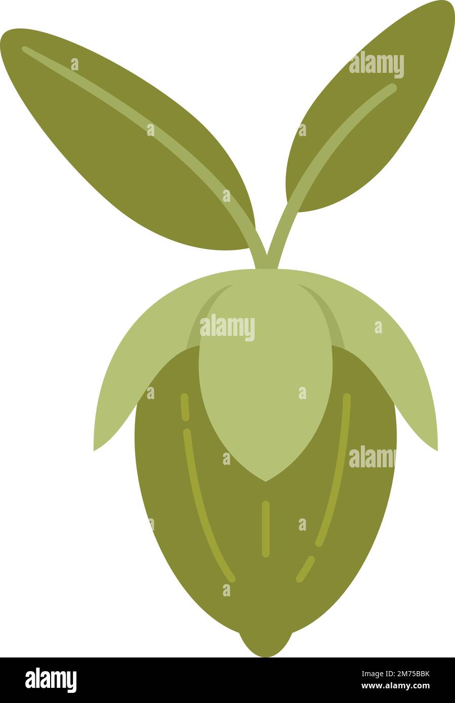 Jojoba leaf icon flat vector. Aroma herb. Glass medicine isolated Stock ...