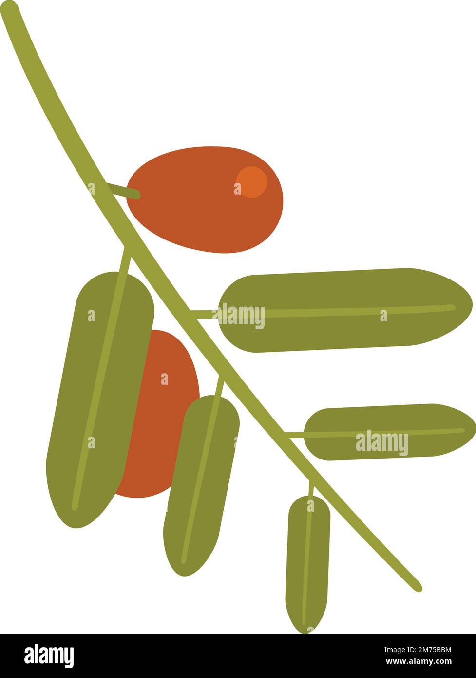 Jojoba branch icon flat vector. Oil seed. Plant aroma isolated Stock ...