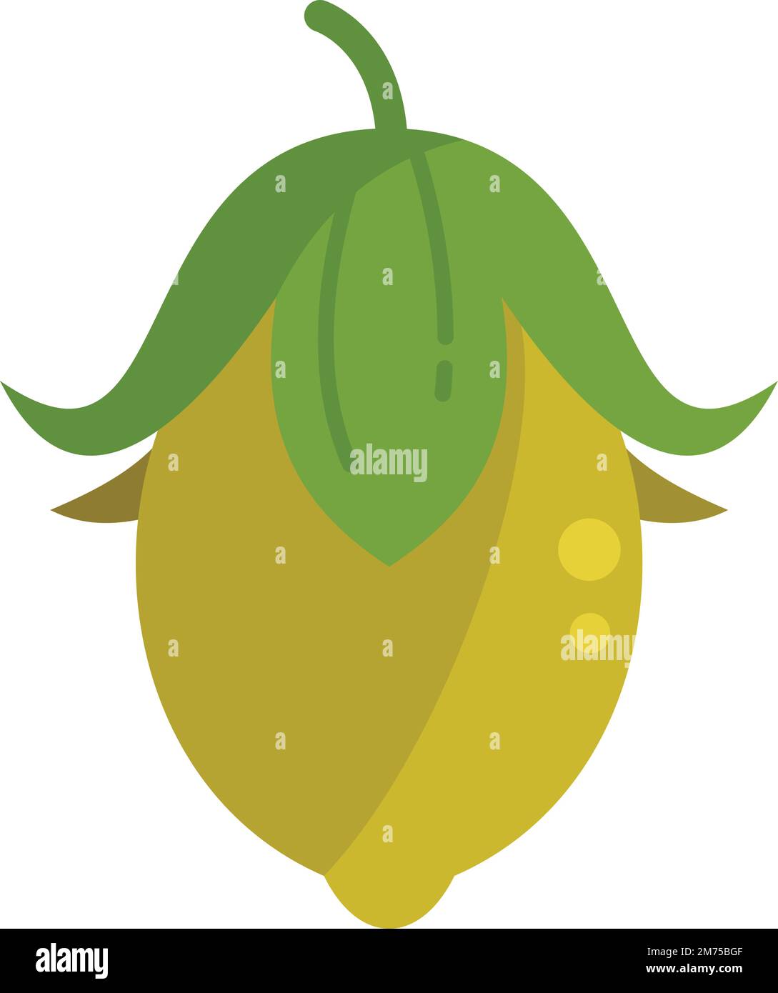 Jojoba fruit icon flat vector. Plant seed. Cosmetic organic isolated ...