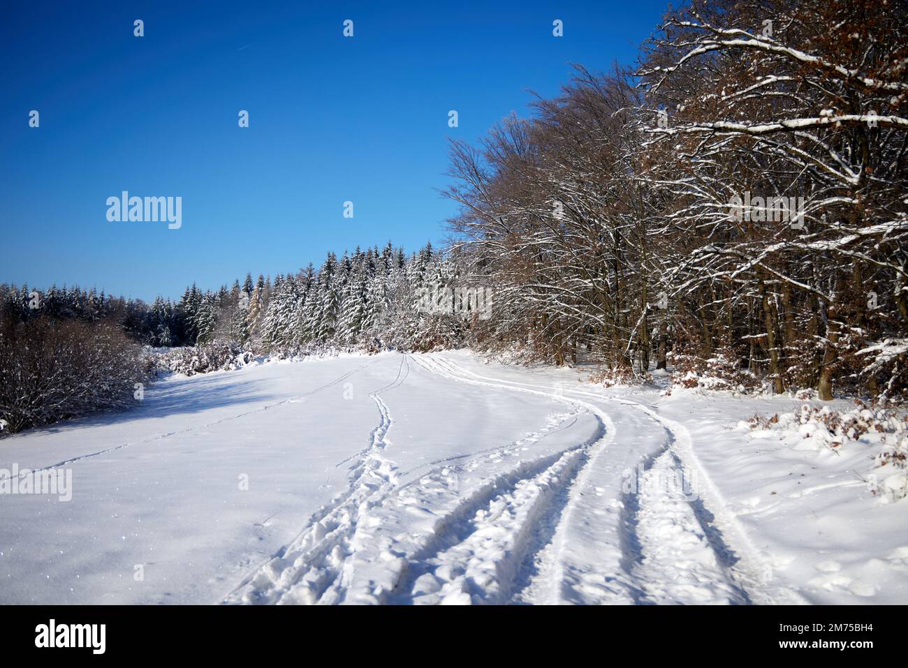 Winter forest path, czech republic hi-res stock photography and images ...