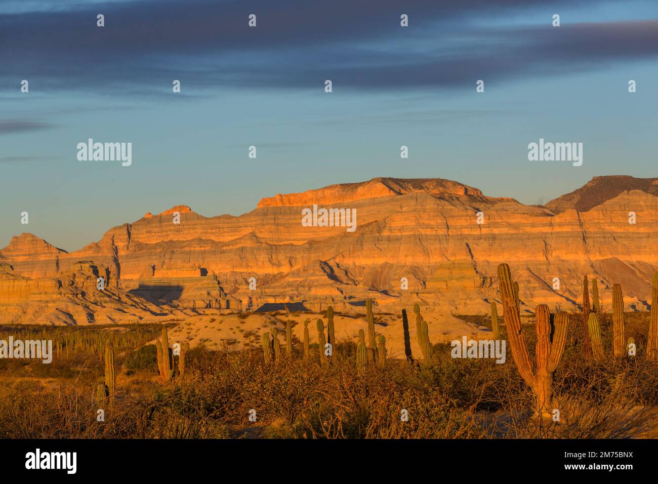 Cactus fields in Mexico, Baja California Stock Photo - Alamy