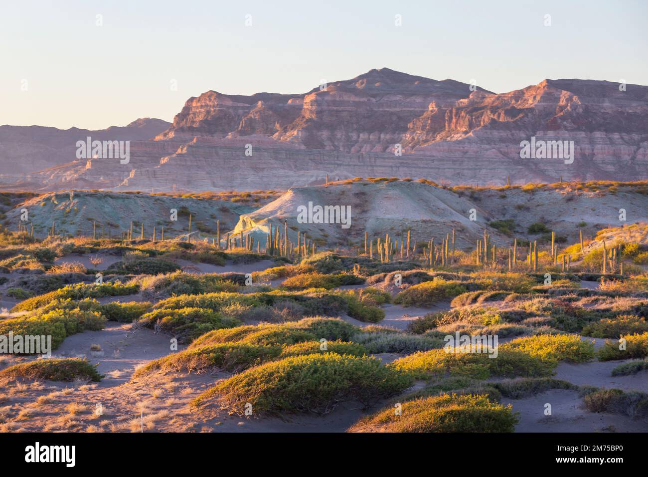 Cactus fields in Mexico, Baja California Stock Photo - Alamy