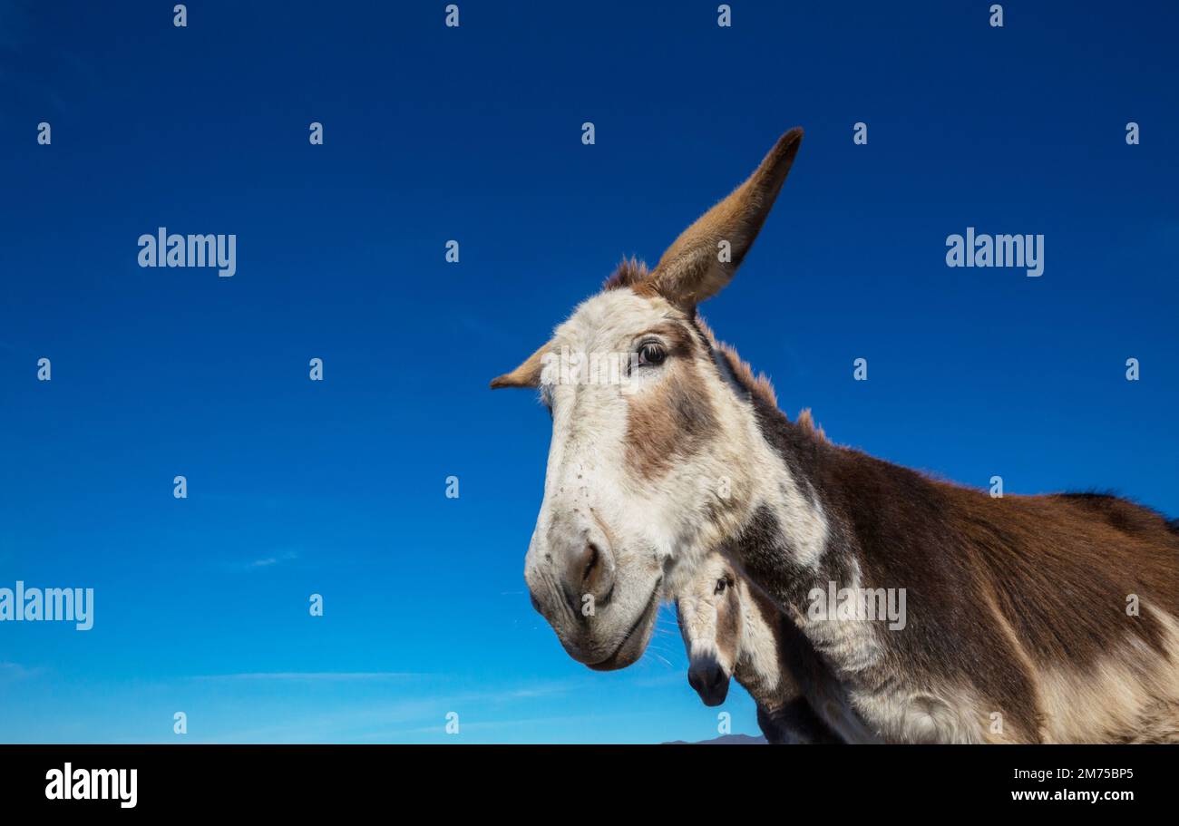 Traditional mexico ranch hi-res stock photography and images - Alamy