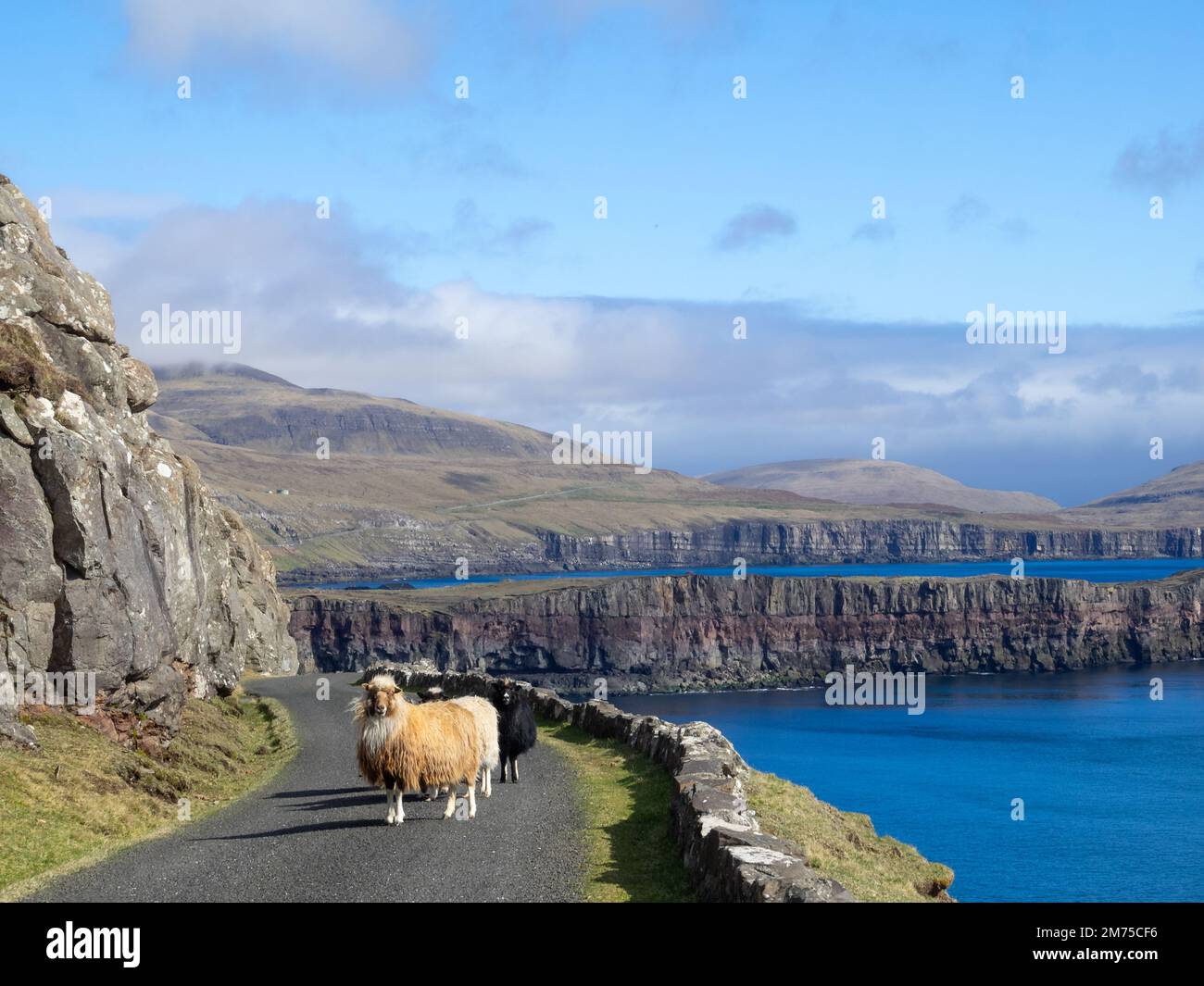 Sheep standing on the cliff top road in Sandoy Stock Photo - Alamy