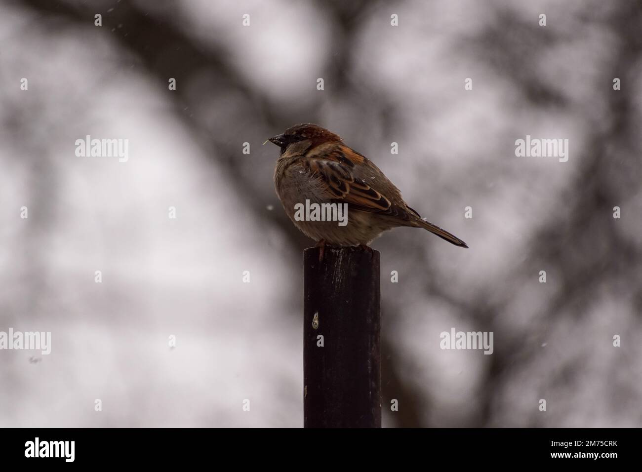Bird perching on wooden hi-res stock photography and images - Alamy