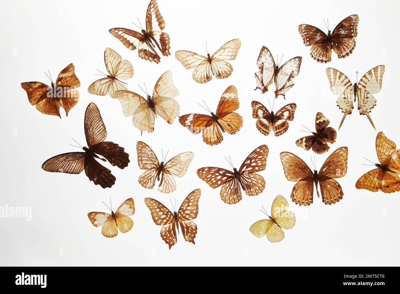 Collection of various insect specimens hi-res stock photography and ...