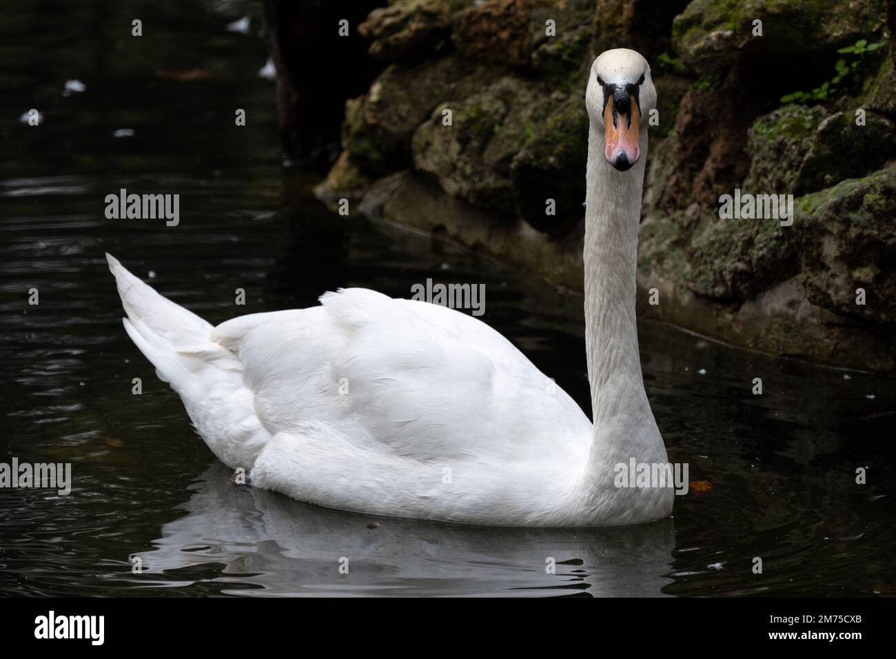 A single swan floating on water Stock Photo - Alamy