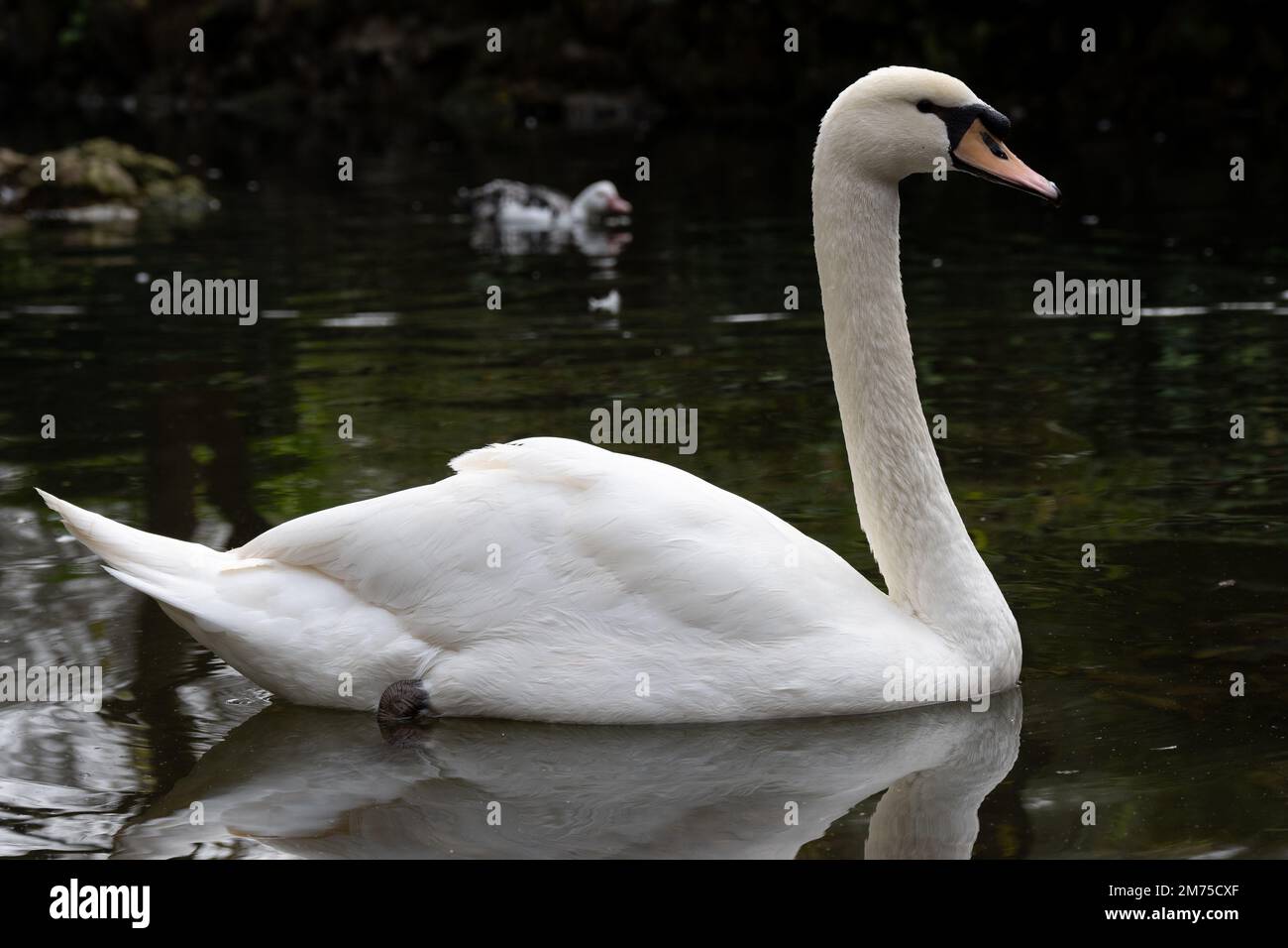 A single swan floating on water Stock Photo - Alamy
