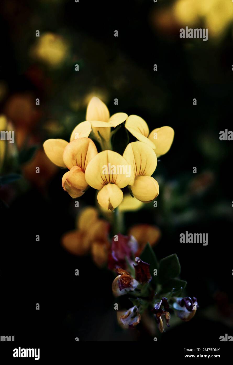 Common birds foot trefoils hi-res stock photography and images - Alamy