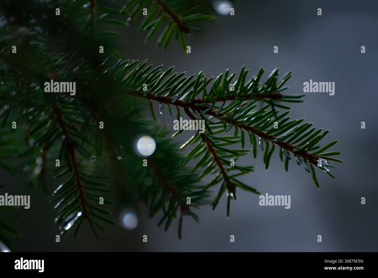 Wet pine hi-res stock photography and images - Alamy