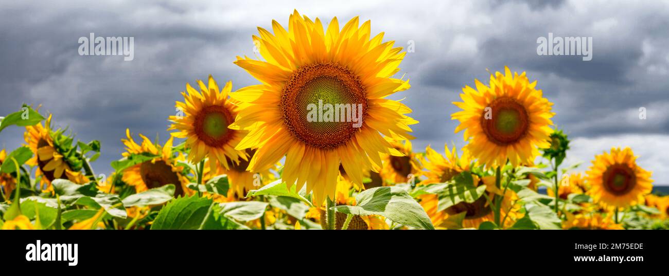 Summer web banner or backgrounds with flowers of sunflower Stock Photo ...