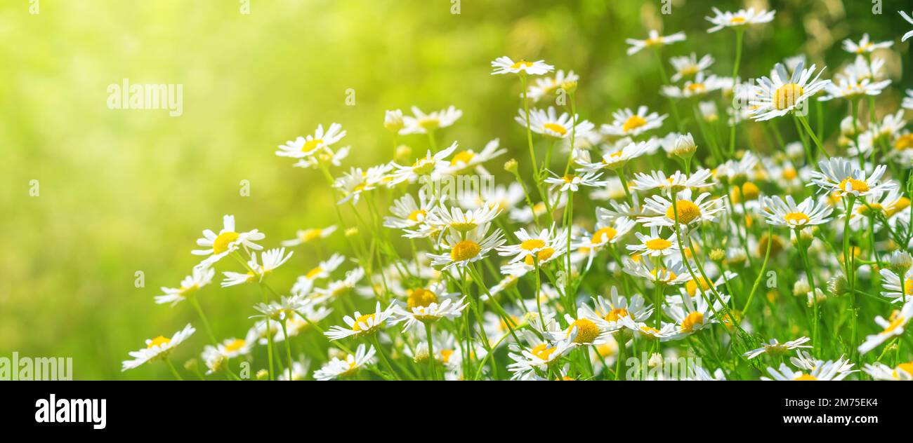 White matricaria flowers on hi-res stock photography and images - Alamy