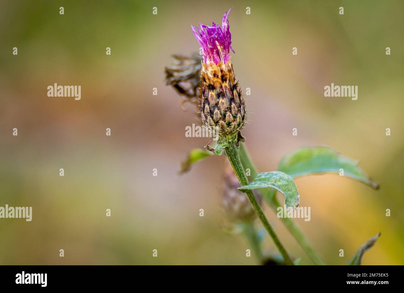 Invasive knapweed hi-res stock photography and images - Alamy