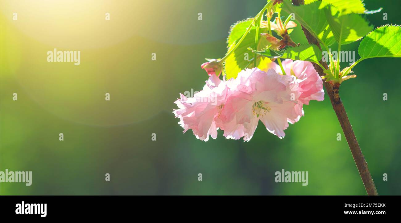 Beautiful blossom pink sakura cherry tree and green leaves in soft ...