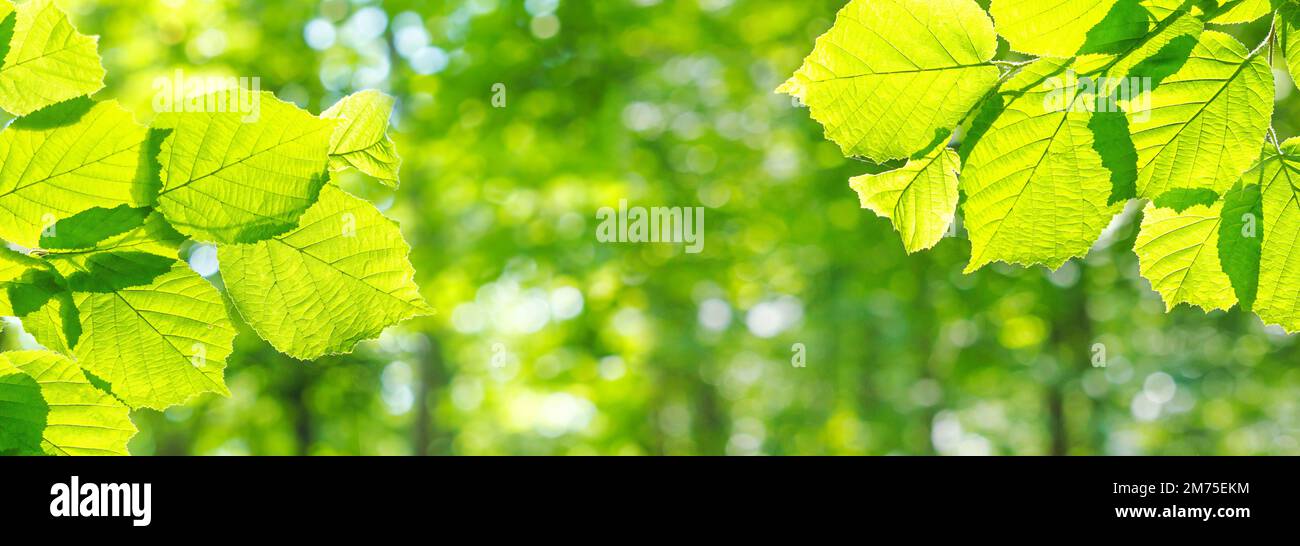 Spring landscape, background, banner - view of the hazel leaves on the ...