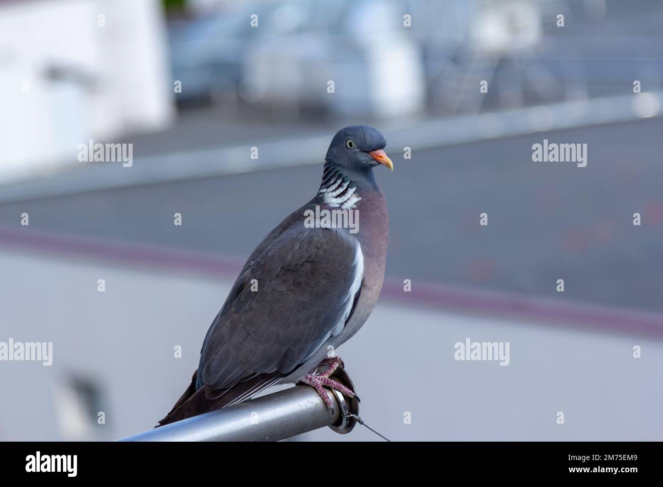 Angry pigeon hi-res stock photography and images - Alamy