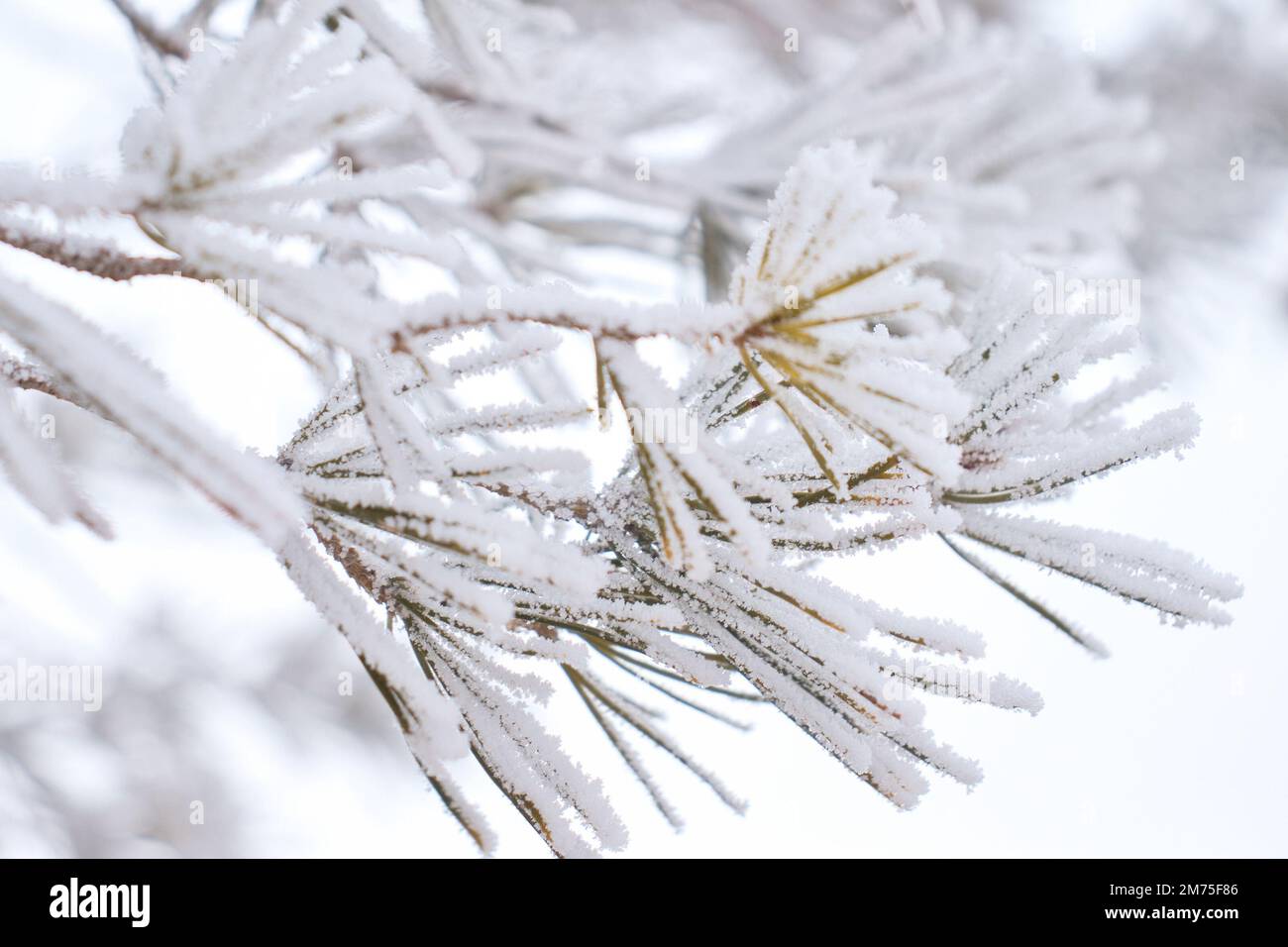 Tree branches and needles covered in snow on a cold winter day at the ...