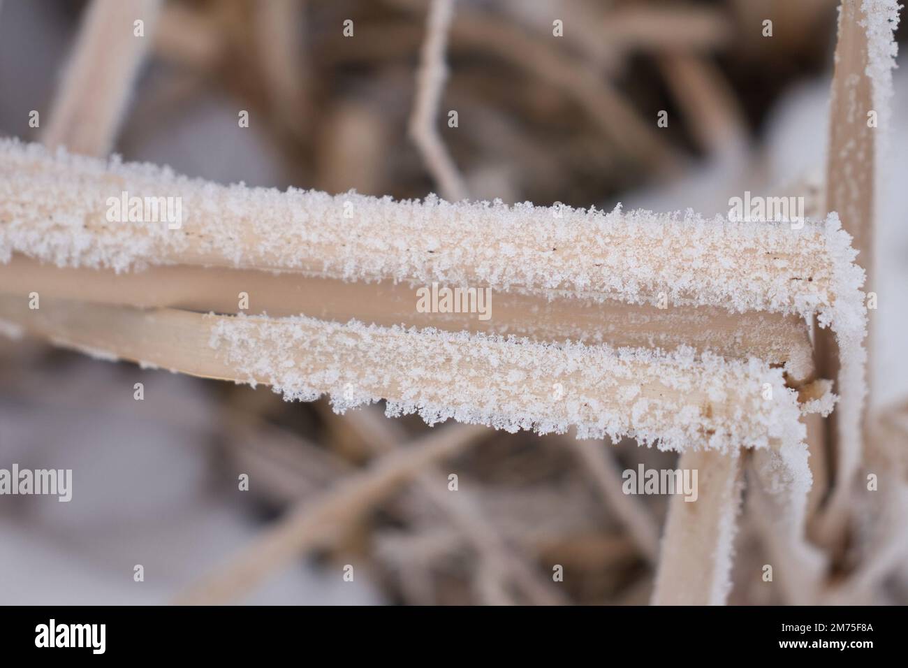Bent blade of grass covered in icicles on a cold winter day at Dalbey ...
