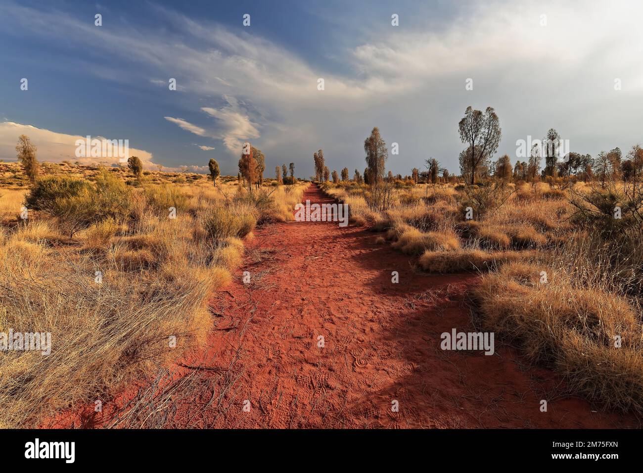 Acacia ayersiana hi-res stock photography and images - Alamy