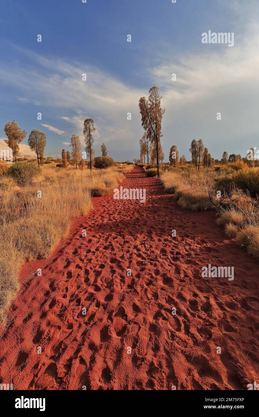 390 Red sand covered footpath going from the Resort area to Uluru-Ayers ...