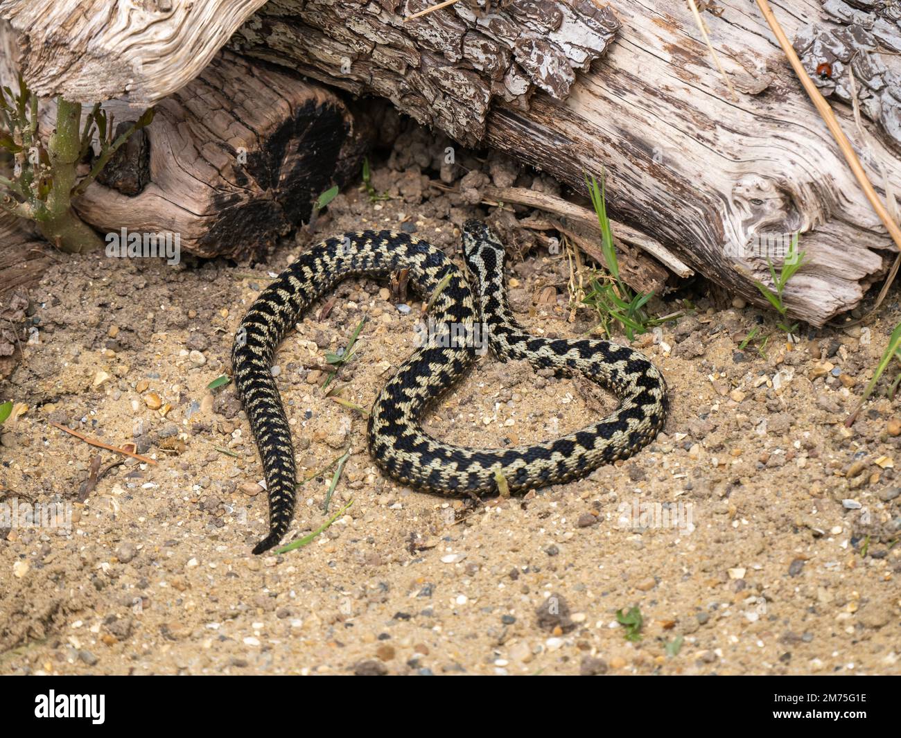 Female Adder Coiled Up Stock Photo - Alamy