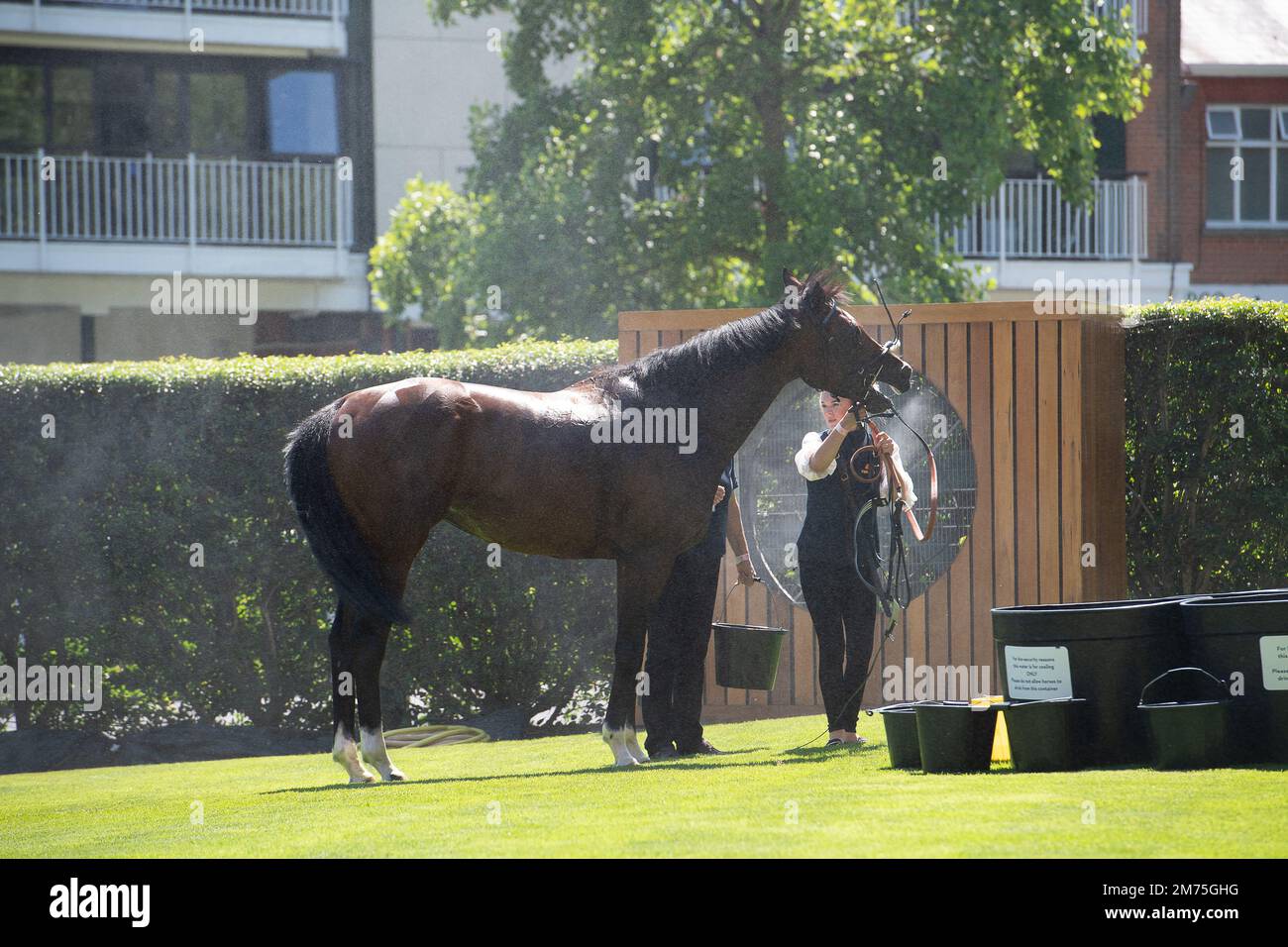 Ascot, Berkshire, UK. 9th July, 2022. A horse stands next to the ...
