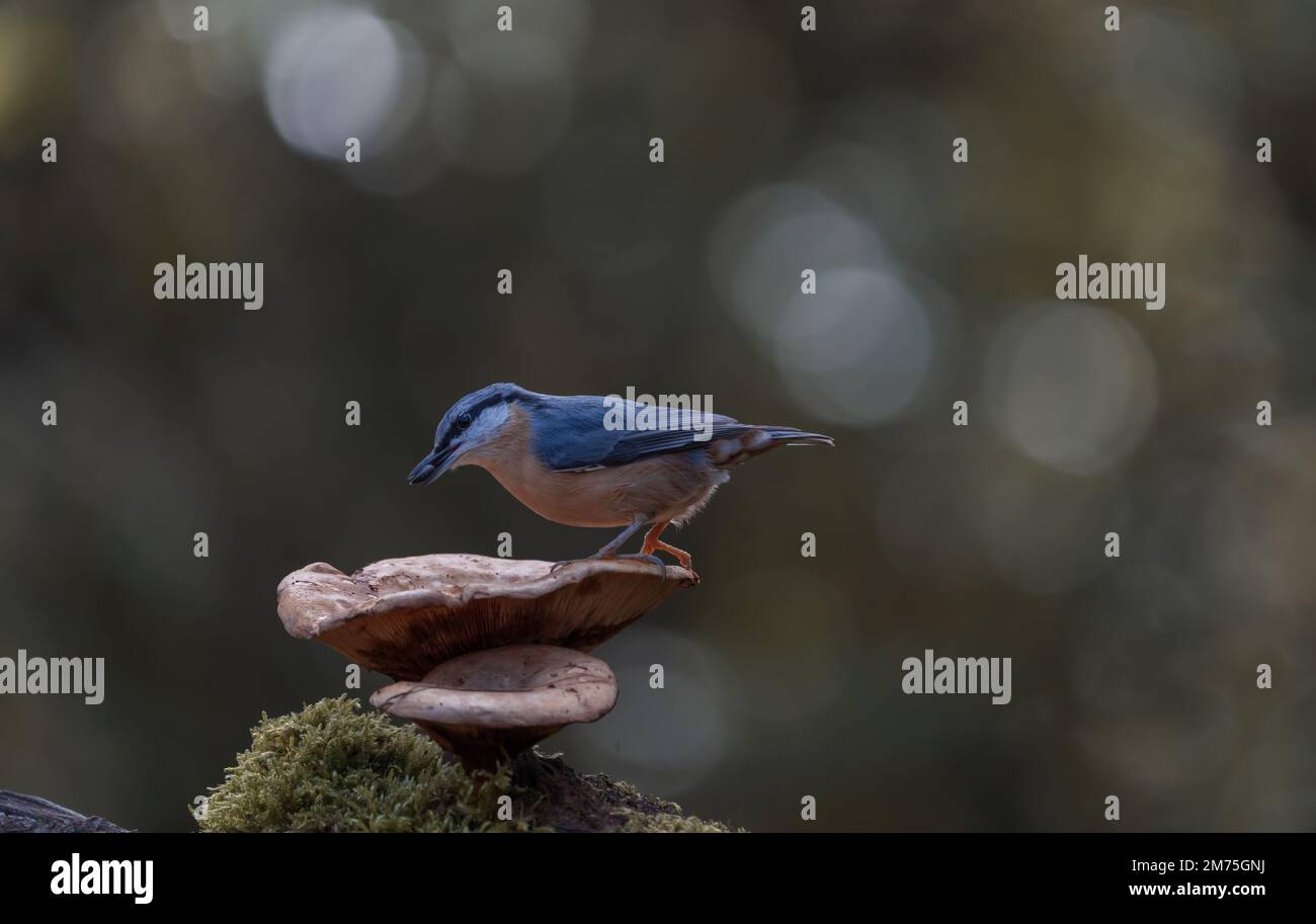 Nuthatch standing on a mushroom hi-res stock photography and images - Alamy