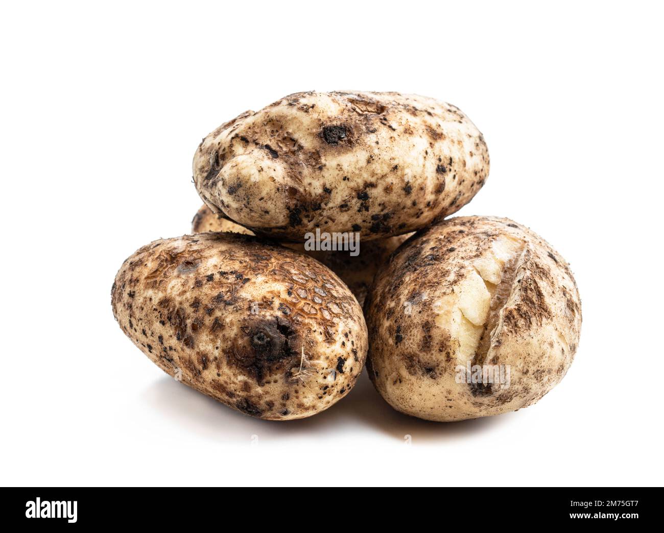 Diseased potato tubers isolated on white background Stock Photo - Alamy