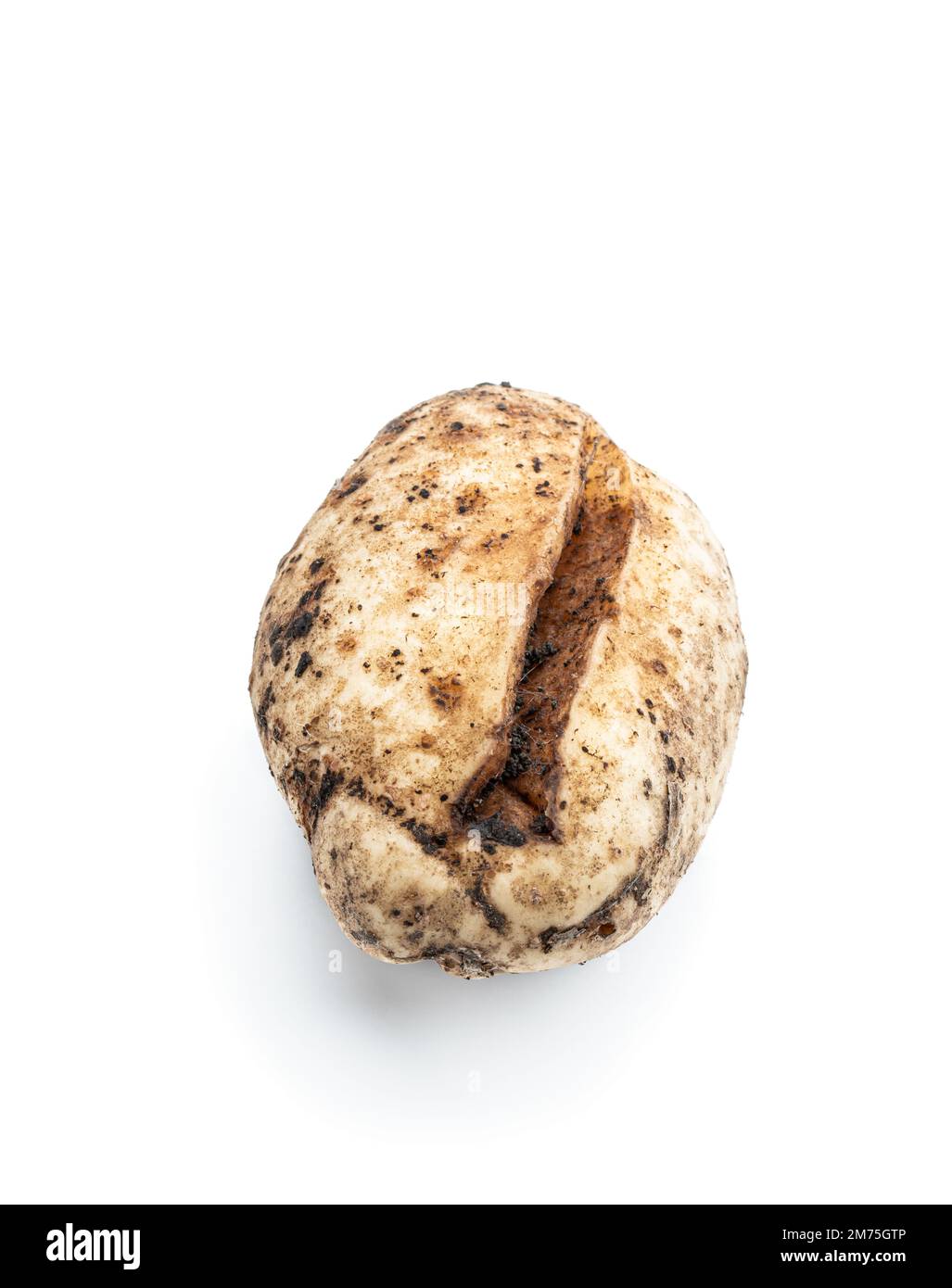 Diseased potato tuber isolated on white background Stock Photo - Alamy
