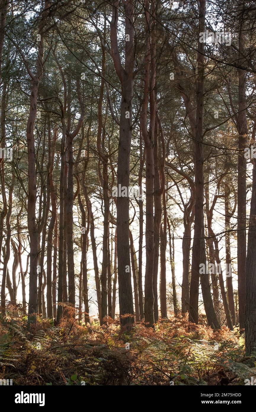 Uk trees sky hi-res stock photography and images - Alamy