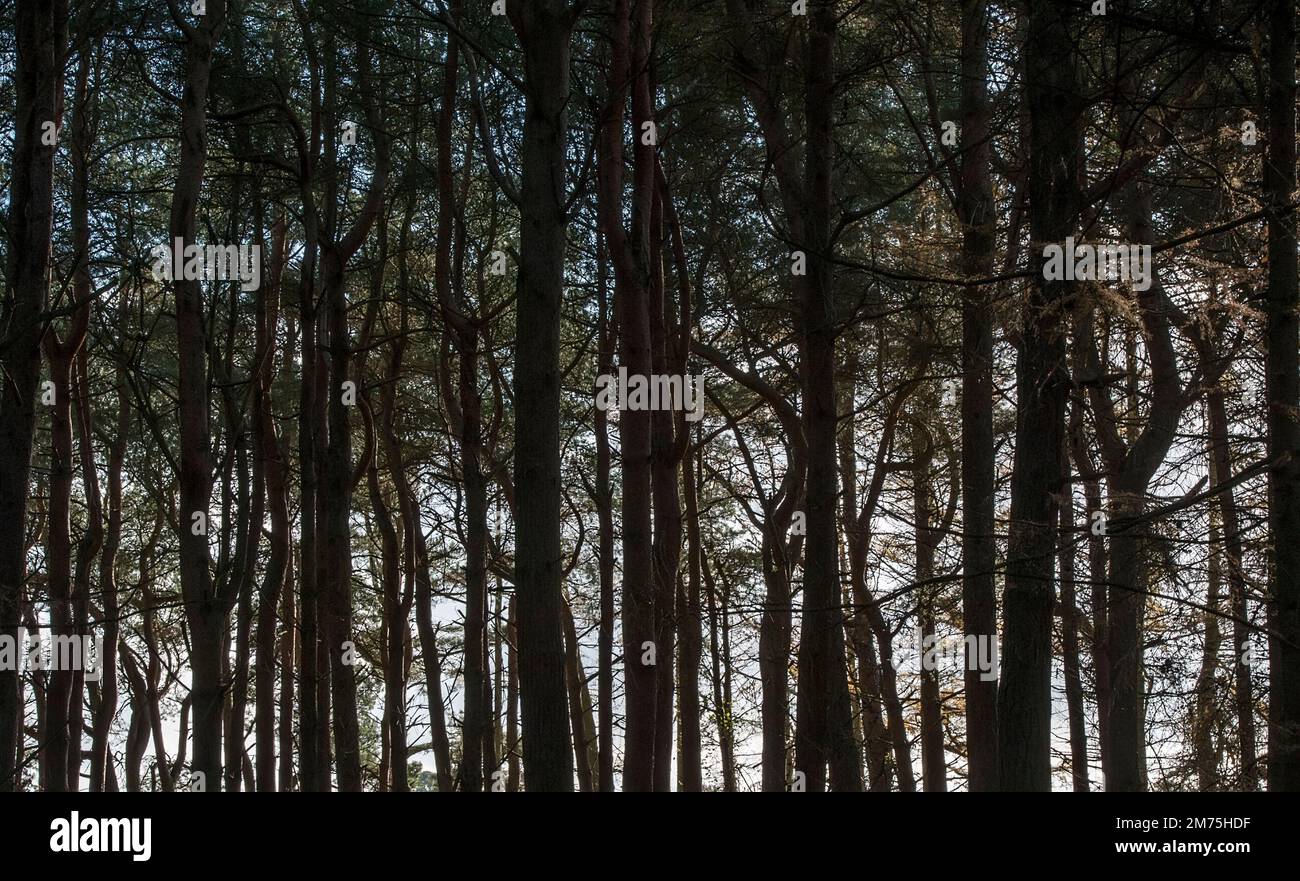 line of trees in a forest with sky in autumn in the uk Stock Photo - Alamy