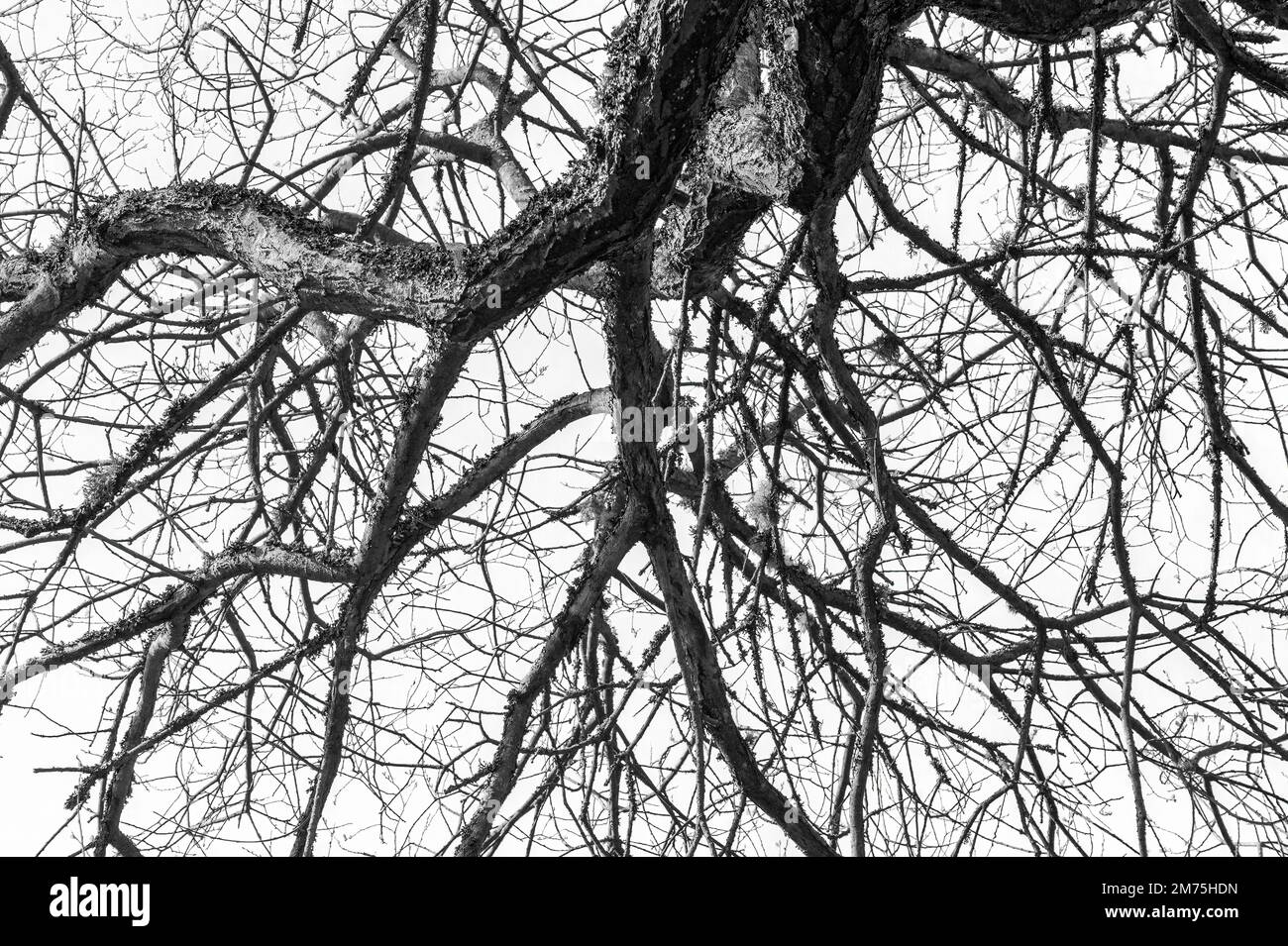 treetops with sky silhouette Stock Photo - Alamy