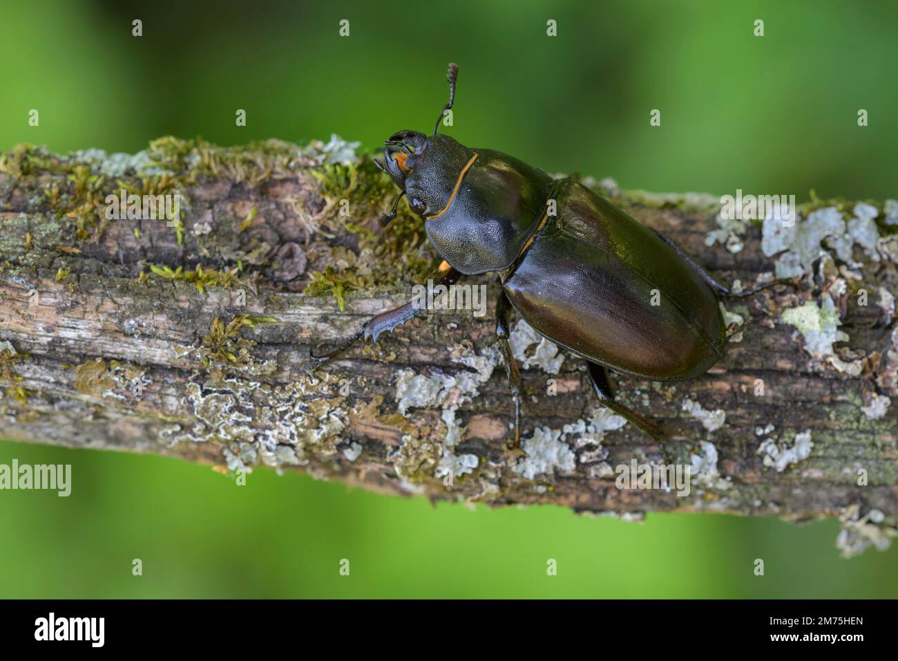 Stag beetle (Lucanus cervus), female sitting on a branch covered with ...