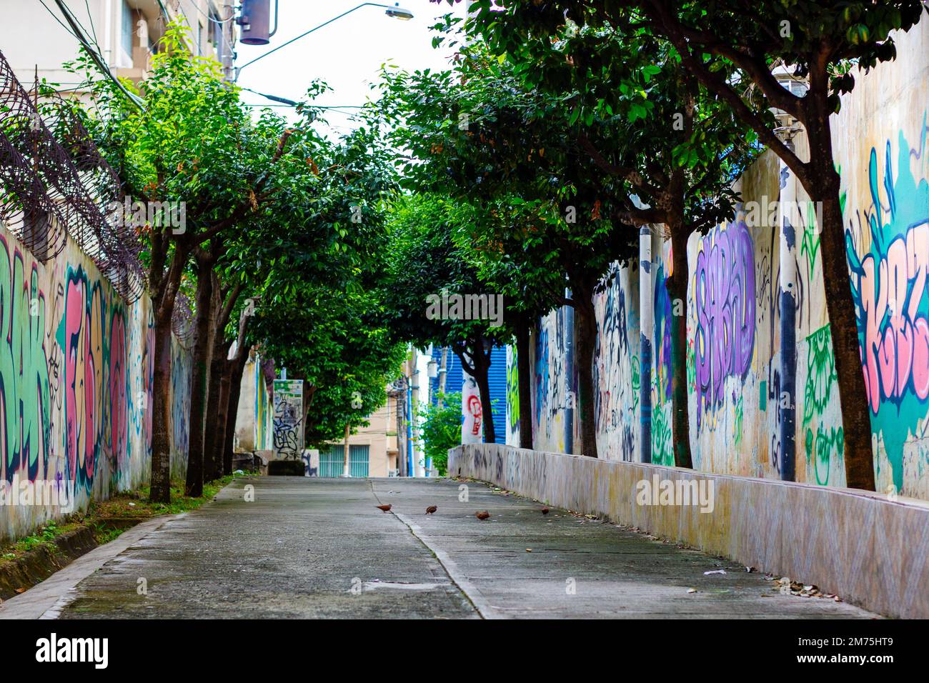 alley between two streets with trees on the sides Stock Photo - Alamy