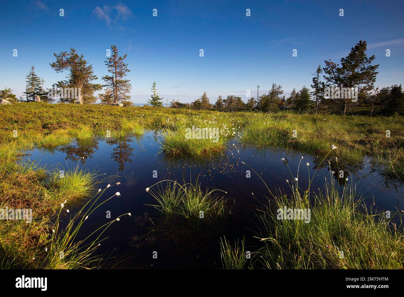 Slope bog on Riisitunturi, Riisitunturi National Park, Lapland, Finland ...
