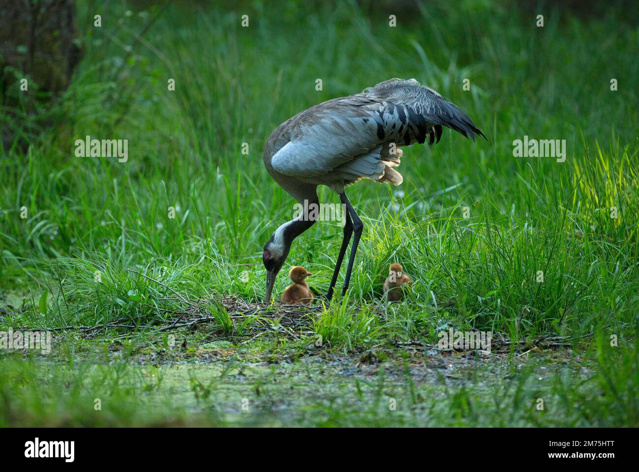 Crane or common crane (Grus grus), adult bird at nest with both newly ...